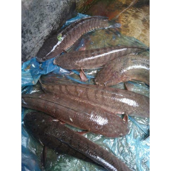 Jual Ikan Gabus Hidup | Shopee Indonesia