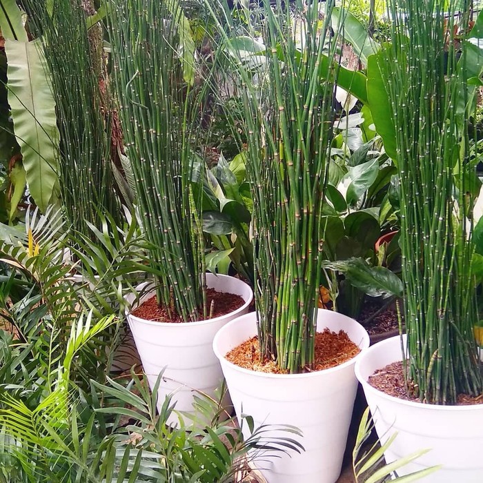 Jual tanaman hias bambu air - pohon bambu air | Shopee Indonesia
