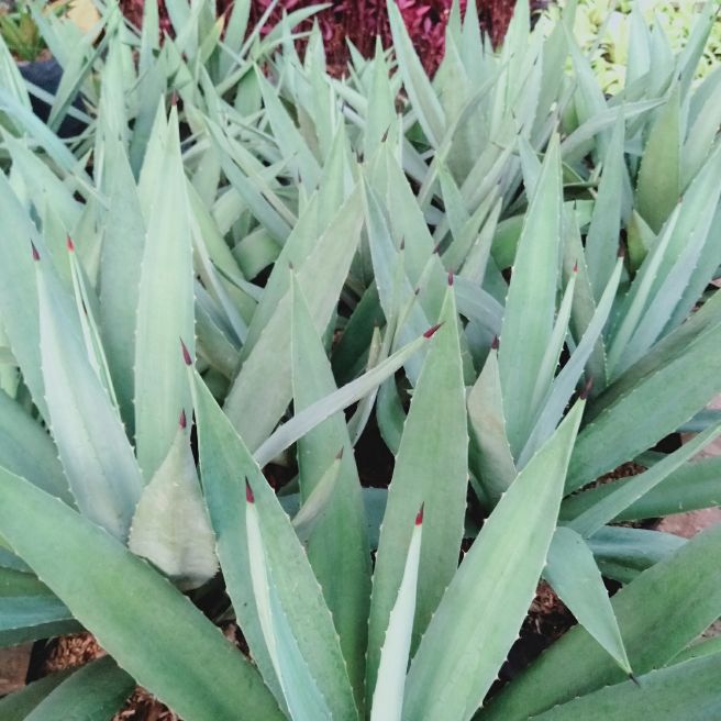 Jual Pohon Agape- Agp-Pohon Berduri | Shopee Indonesia