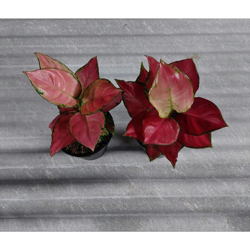 Jual paket red anja remaja&pink catrina remaja | Shopee Indonesia