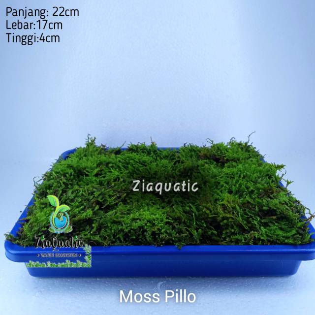 Jual Tanaman Paludarium/terarium Moss Pillo/Weeping darat - Porsi ...