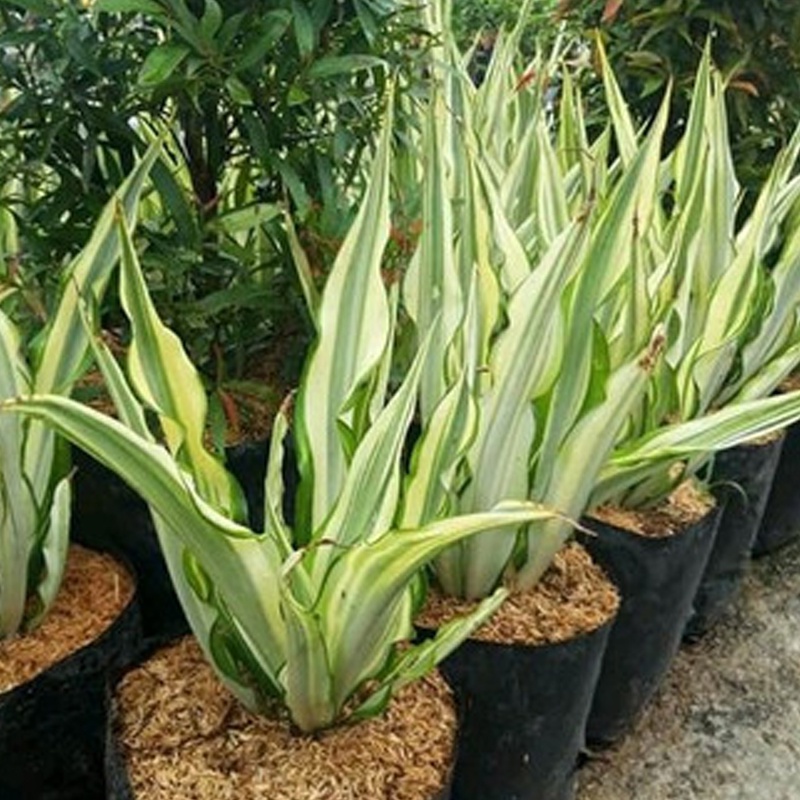 Jual Tanaman hias agave putih I varigata I variegata I kuning I ...