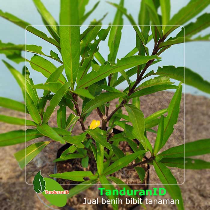 Jual Tanaman Herba Gondoruso ( gandarusa ) | Shopee Indonesia
