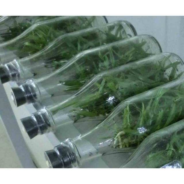 Jual Tanaman anggrek botol / vanda / cattleya / dendrobium / bulan ...