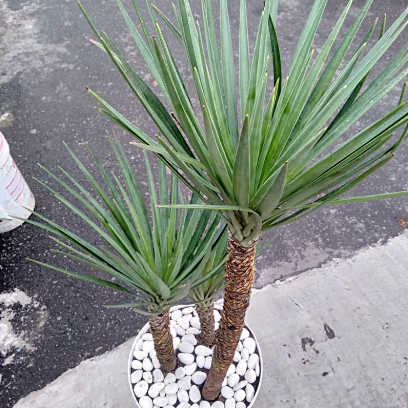 Jual Tanaman Hias Tumbak Raja Cocok untuk Indoor Dan Outdoor | Shopee ...