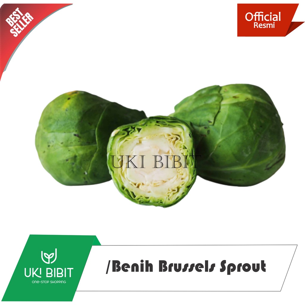 Jual ( 10 Butir ) Benih Biji Brussels Sprout | Kubis Mini | Shopee ...