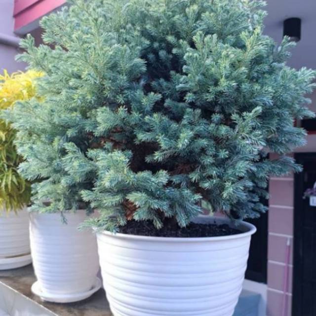 Jual Tanaman hias bunga cemara perak /silver ( blue pine/ juniperus ...