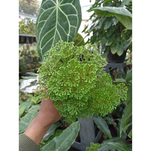 Jual rumput papua | Shopee Indonesia