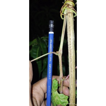 Jual entress anggur LRS (Long Red Seedles) | Shopee Indonesia