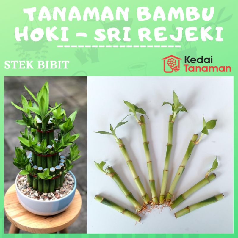 Jual Tanaman Stek Bambu Hoki - Bibit Tanaman Bambu Rejeki | Shopee ...