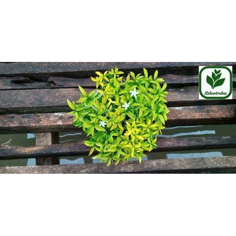 Jual Tanaman Hias Taman Bunga Rombusa Mini Hijau, Kuning & Silver ...