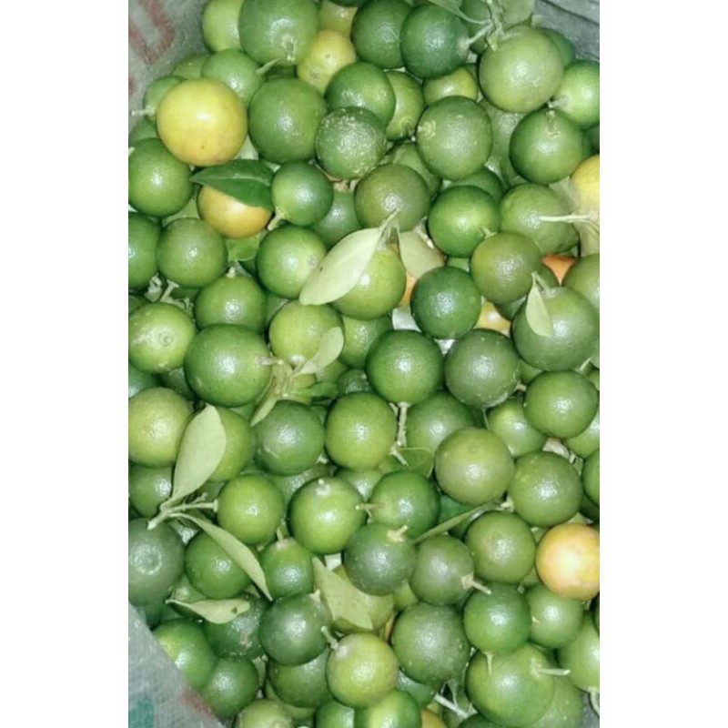 Jual Jeruk lemon cui fresh 1 kg | Shopee Indonesia