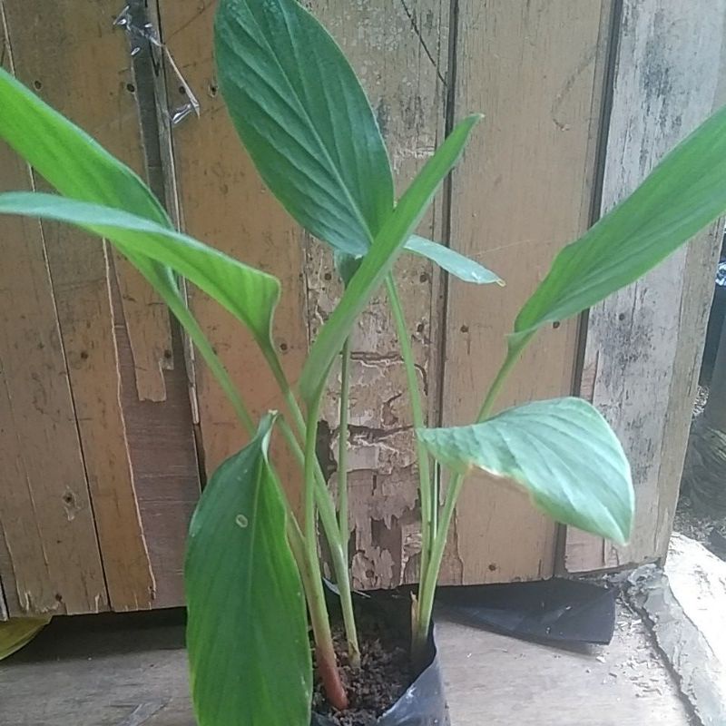 Jual Pohon herbal atau tanaman obat atau bumbu dapur Temu Kunci ...