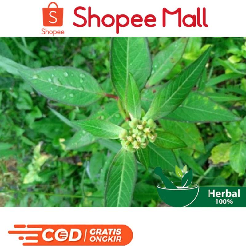 Jual Daun Kate Mas/Daun Sena Segar/300Grm | Shopee Indonesia