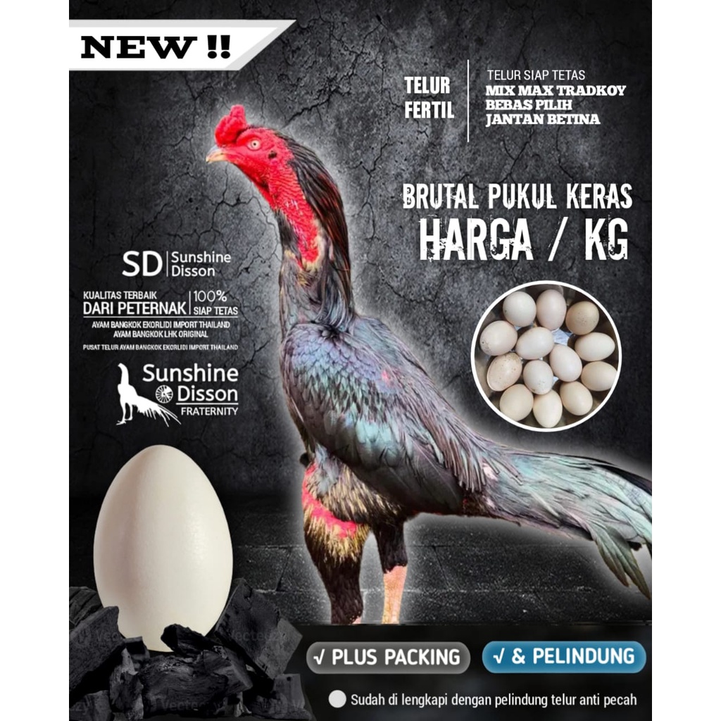 Jual ayam bangkok pakhoy balckbull mix manedaeng f1 telur fertil per kg ...