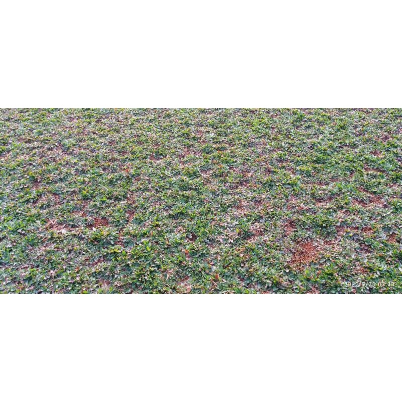 Jual Rumput gajah mini murah | Shopee Indonesia