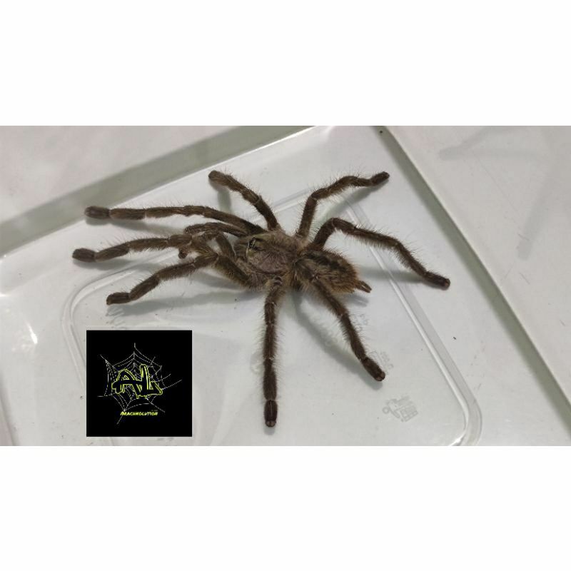 Jual Tarantula Poecilotheria Vittata MM | Shopee Indonesia