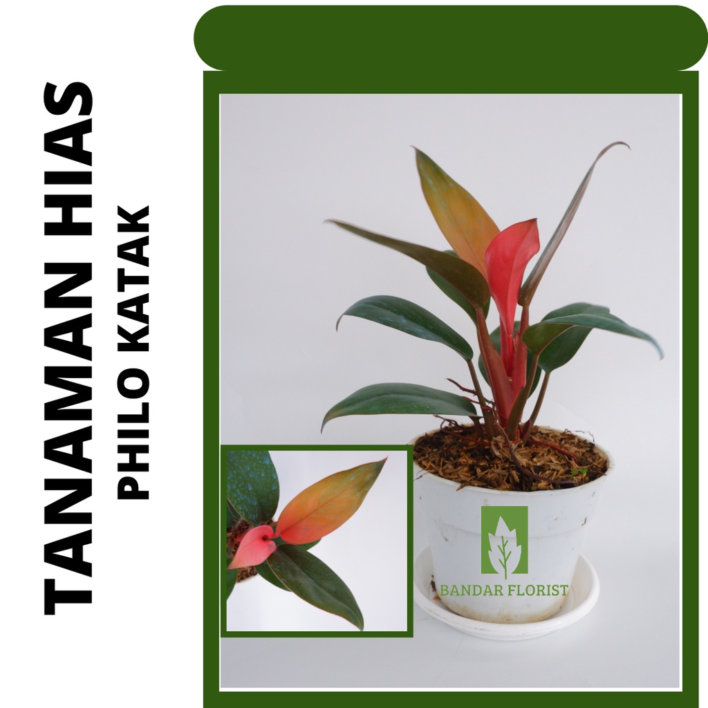 Jual tanaman hias philo pink congo - tanaman hidup - tanaman sudah ...