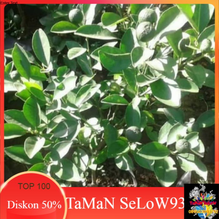 Jual Paket 4 Pohon Jeruk Limo | Nipis | Kips | Purut | Shopee Indonesia