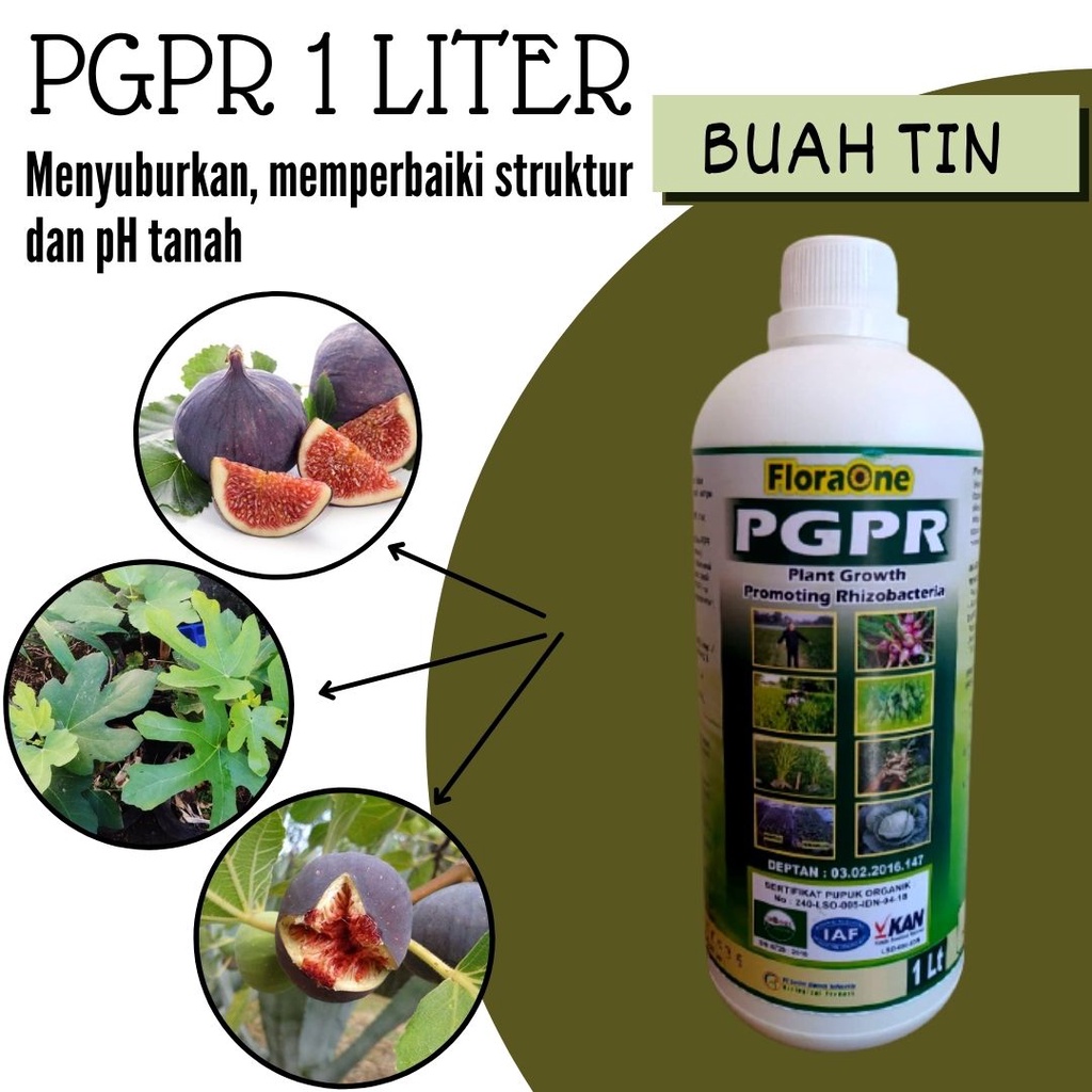 Jual Pupuk PGPR Fungisida Anti Busuk Pada Tanaman, Pupuk Agar buah Tin ...