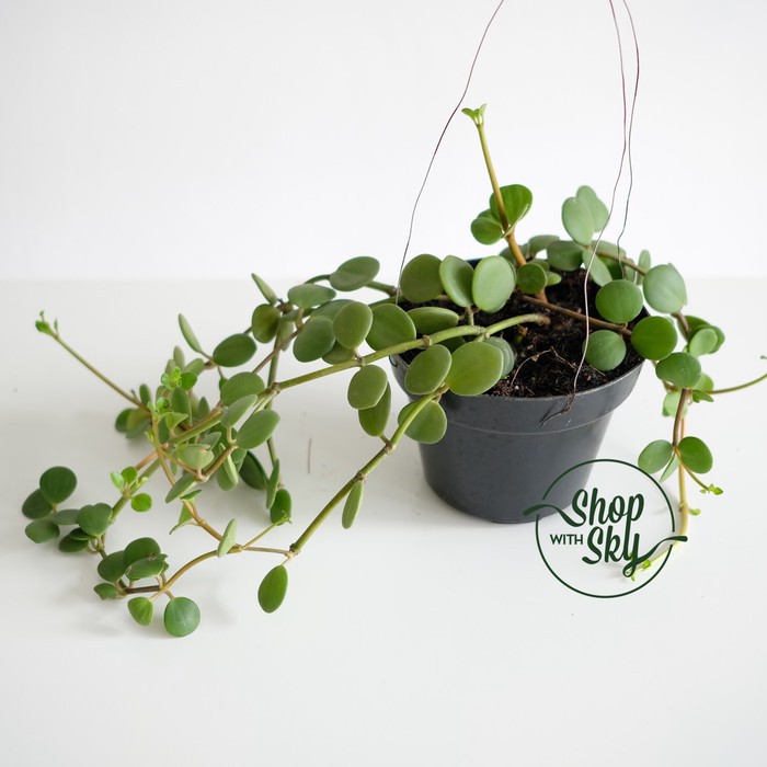 Jual Peperomia Hope / Peperomia Rotundifolia / Trailing Jade Plant ...