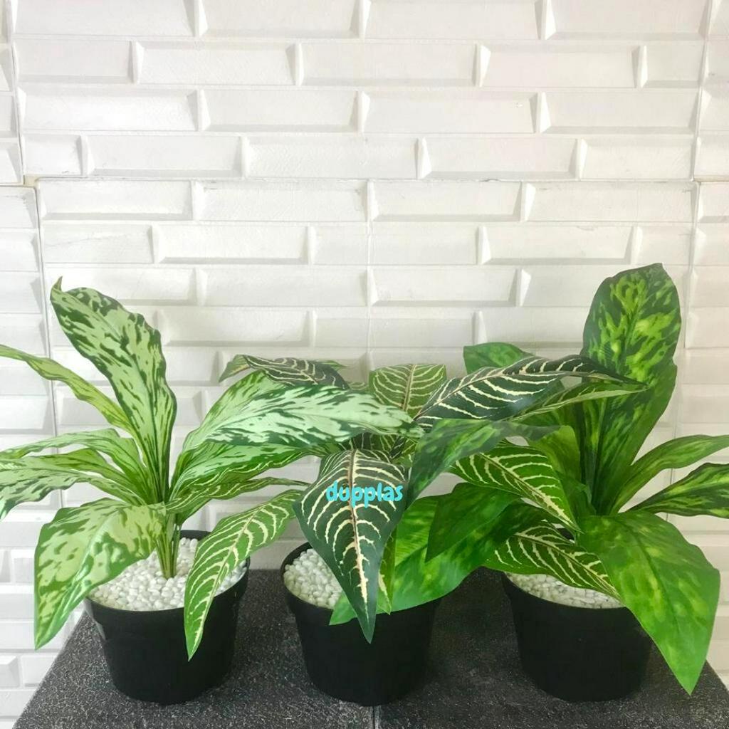 Jual Tanaman Hias Plastik Aglonema Romeo & Zebra Plant X12 Pot Dasar ...