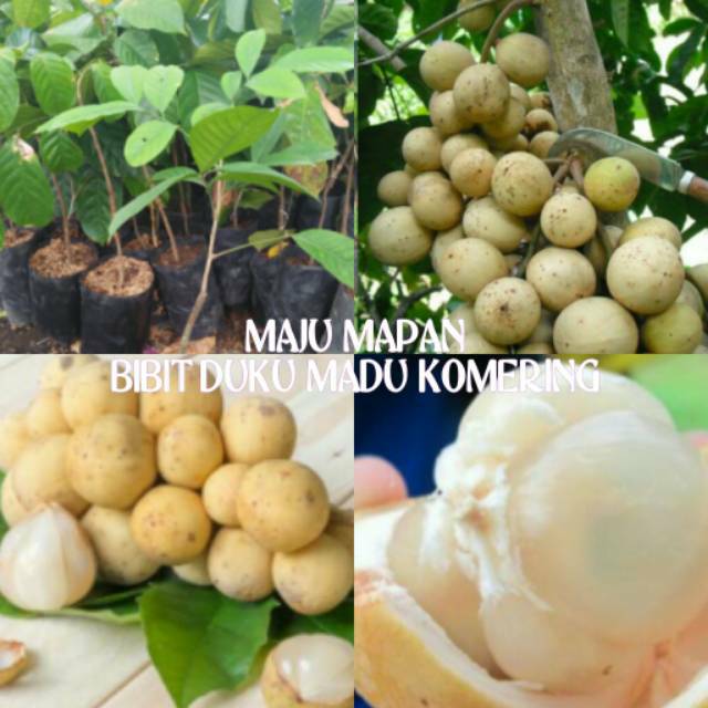 Jual BIBIT DUKU SUMATRA/TANAMAN DUKU KOMERING/BENIH DUKU SAMBUNG ...