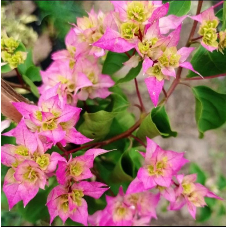 Jual promo bibit bunga bougenville tumpuk cherry blossom pink ORI ...
