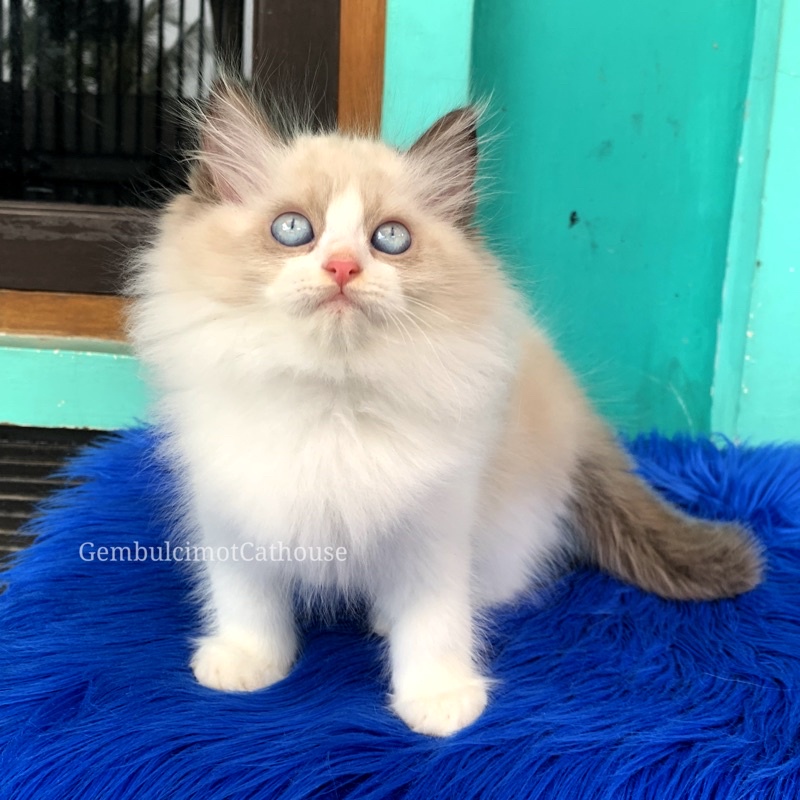 Jual Kucing Kitten Ragdoll Bicolour Simetris Corak Super Anakan Bulu ...