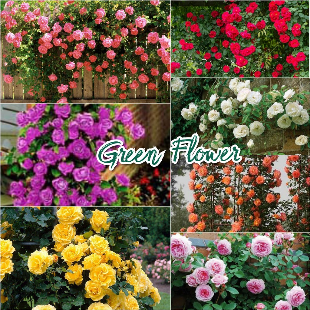 Jual Paket Mawar Rambat Isi 10 Pohon | Shopee Indonesia