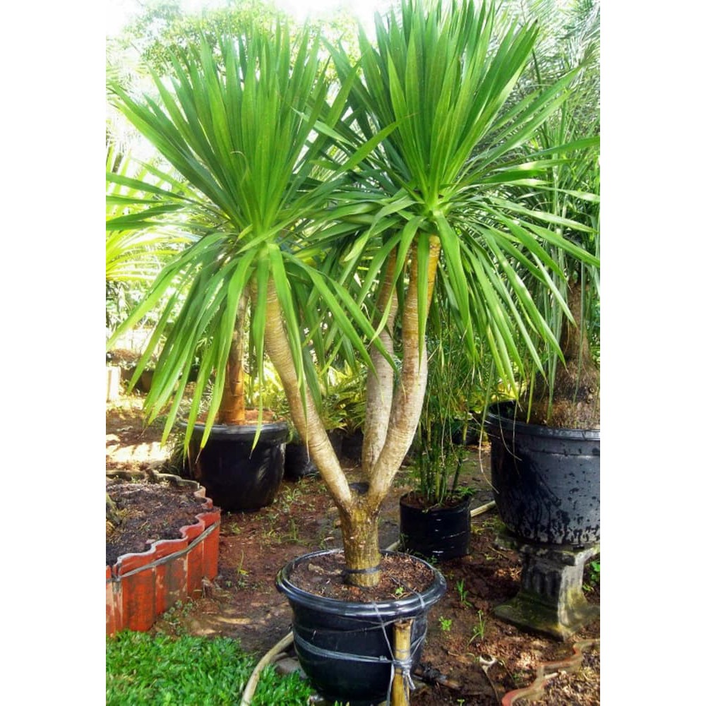 Jual biji benih tanaman tombak raja (2 biji) | Shopee Indonesia