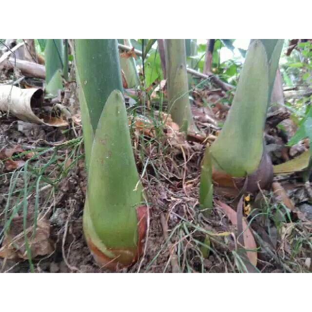 Jual bibit sayur kecombrang siap tanam | Shopee Indonesia