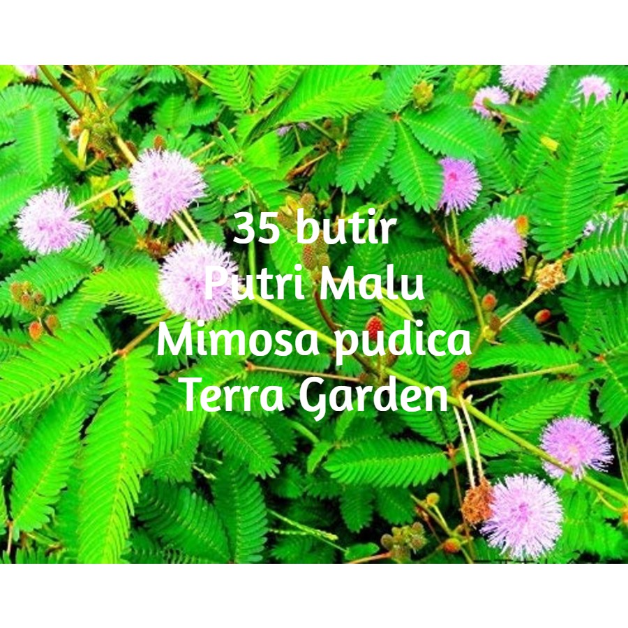 Jual Biji Benih Bunga Putri Malu sensitive plant Mimosa pudica seeds ...