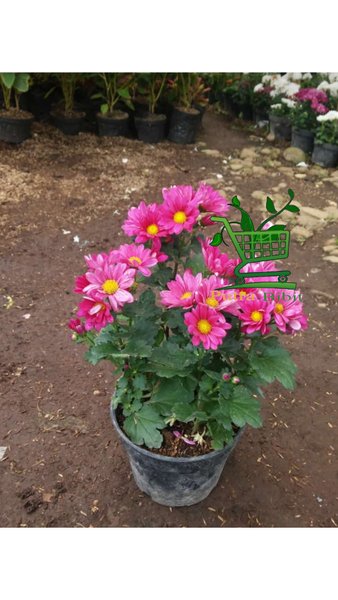 Jual Tanaman Bunga Krisan Aster Pink 20-30 cm Seruni Berbunga Pohon Bibit Hias | Shopee Indonesia