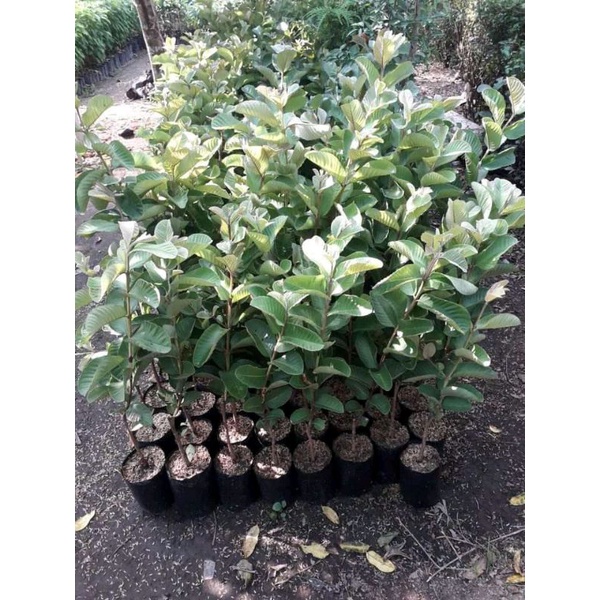 Jual bibit Jambu kristal merah (Red diamond)(Hong Pau see)beli 2gratis ...