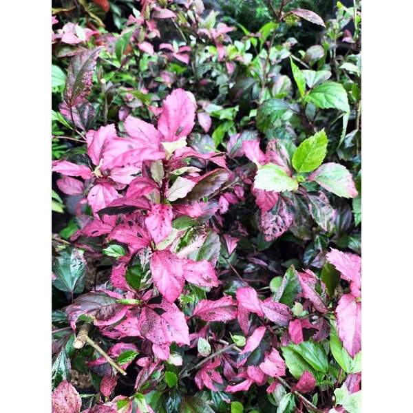 Jual Bunga sepatu Hibicus pink daun tri colour | Shopee Indonesia