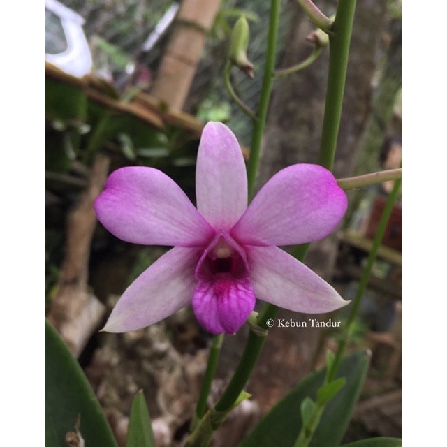 Jual Anggrek jadul Dendrobium Mentangai / Jadulan wangi (rawatan ...