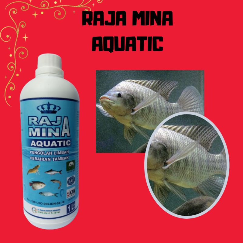 Jual Penjernih Air Kolam Ikan Nila, RAJA MINA AQUATIC, Pupuk Untuk ...