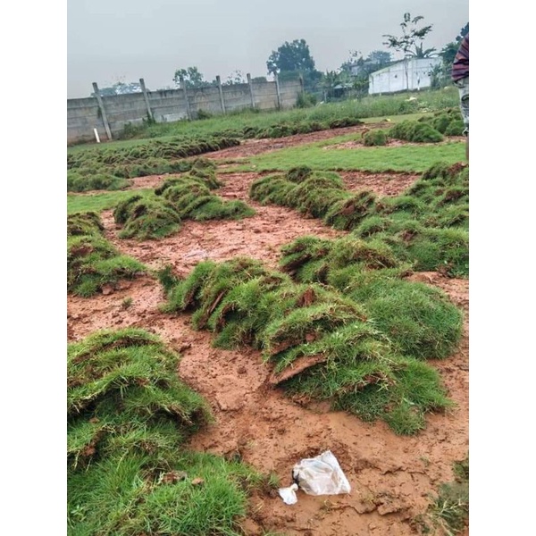 Jual rumput jepang rumput peking 1 meter | Shopee Indonesia
