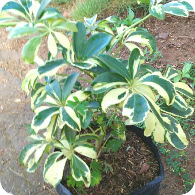 Jual Bibit bunga parigata | Shopee Indonesia