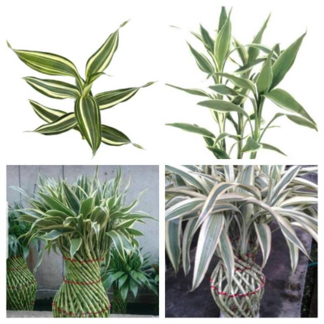 Jual Bibit stek tanaman bambu hoki variegata 1 buah tanaman hias ...