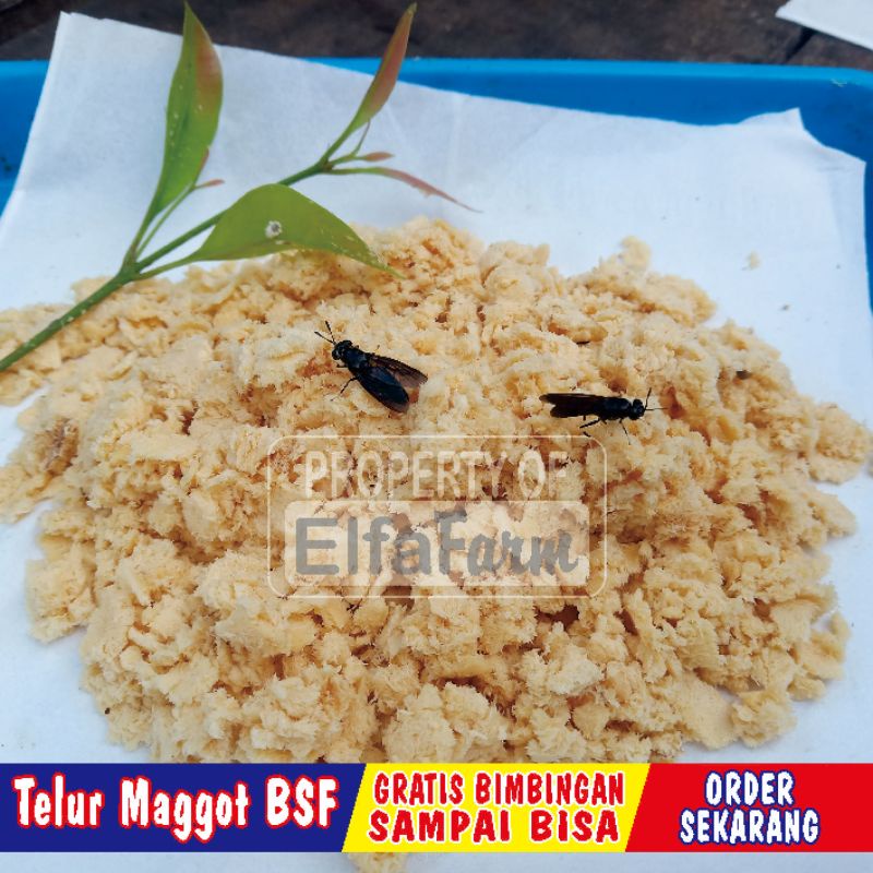 Jual telur bsf super paket 100gr | Shopee Indonesia