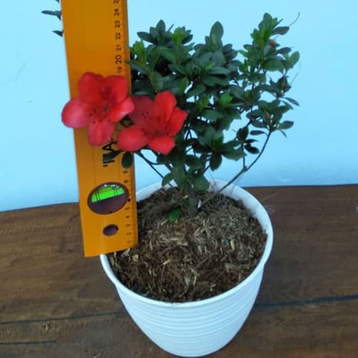 Jual tanaman hias azalea bunga merah - azalea red bird | Jenis tanaman ...