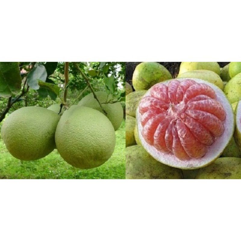 Jual Jeruk Pamelo Madu Petikan Baru | Shopee Indonesia