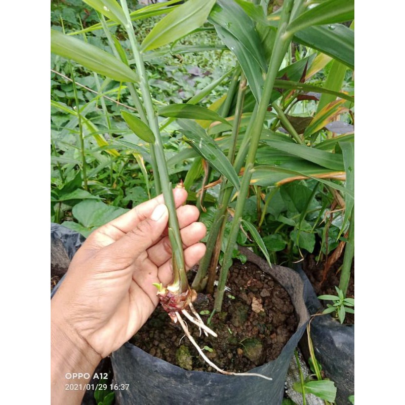 Jual Bibit jahe merah | Shopee Indonesia