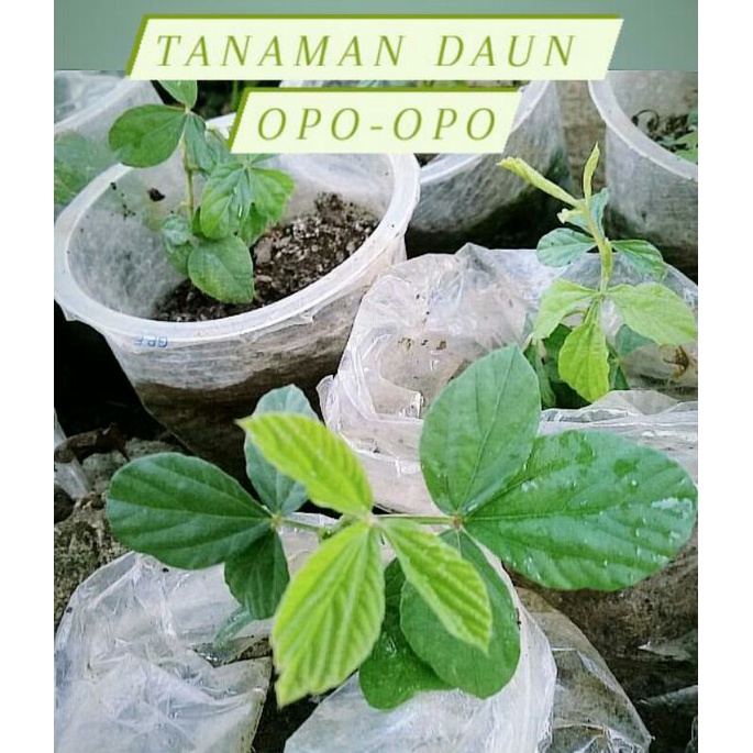 Jual Tanaman Daun Opo opo ,daun herbal , daun opo opo untuk adat ,daun ...