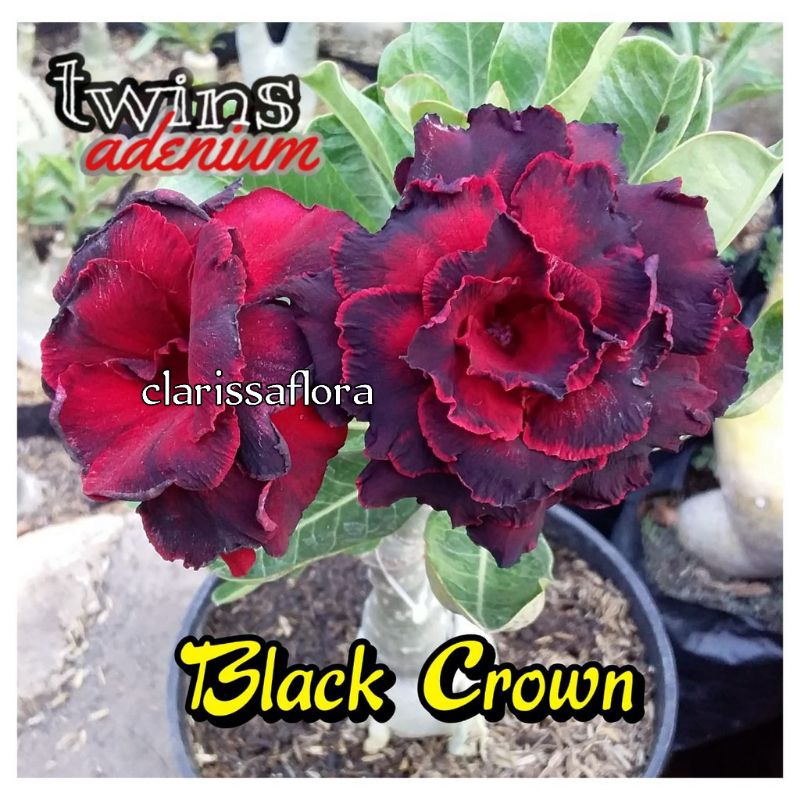 Jual NEW TANAMAN HIAS ADENIUM BLACK CROWN | Shopee Indonesia