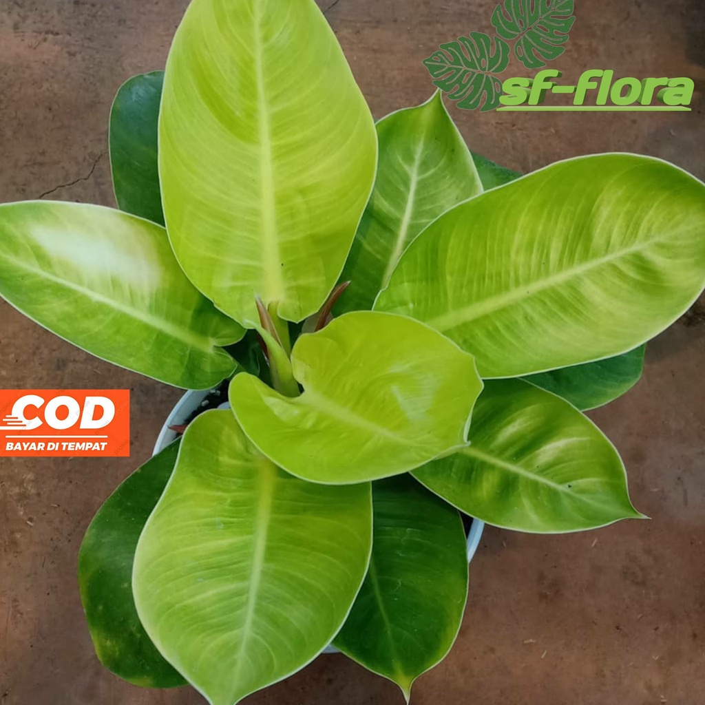Jual tanaman hias philodendron monligt philo lemon | Shopee Indonesia