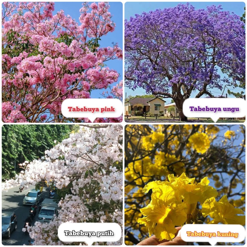 Jual Paket 4 Bibit Tanaman Bunga Pohon Tabebuya Bunga Sakura | Shopee ...