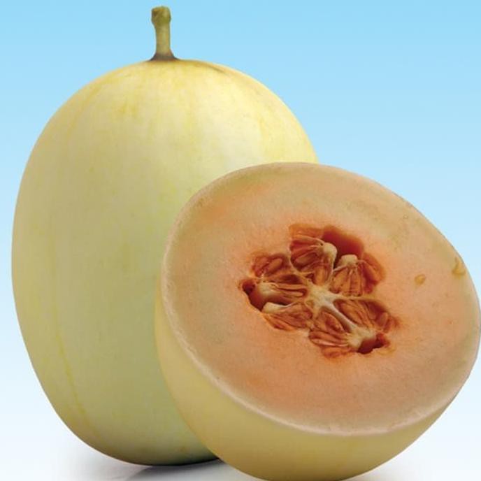 Jual Ini Benih Bibit Buah Melon Sunrise Meta F1 Juara | Shopee Indonesia